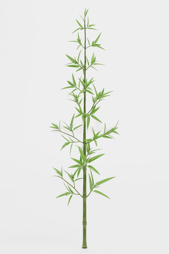 3D Render of Bamboo Plant stock illustration. Illustration of ...