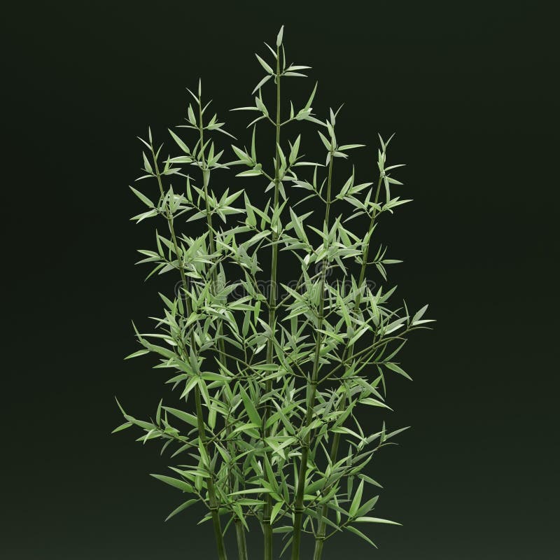 3D Render of Bamboo Plant stock illustration. Illustration of render ...
