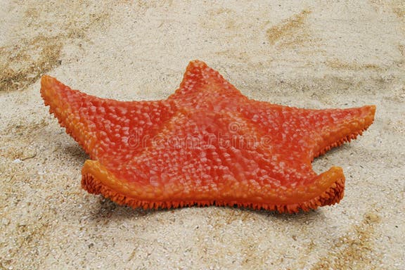 3D Render of Bat Starfish stock illustration. Illustration of seastar ...