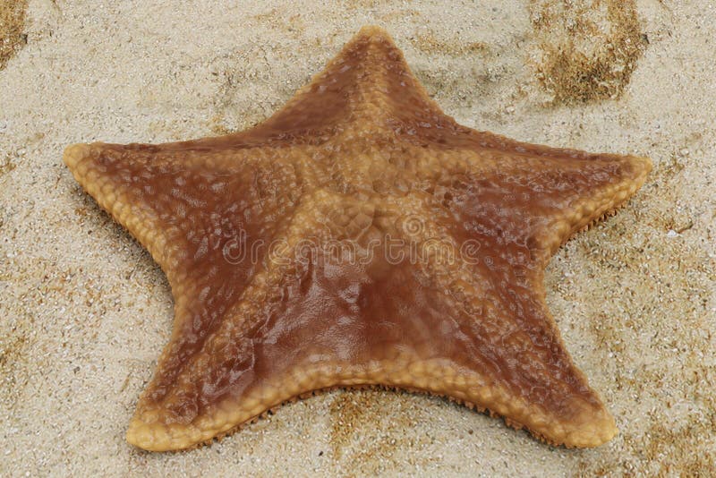 3D Render of Bat Starfish stock illustration. Illustration of shell ...