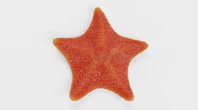 3D Render of Bat Starfish stock image. Image of webbed - 219934159