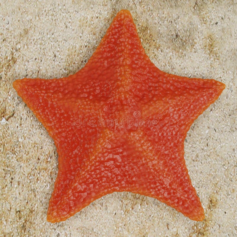 3D Render of Bat Starfish stock photo. Image of decorative - 220222970