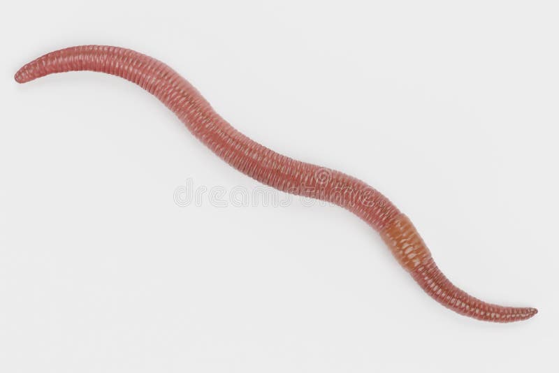 3D Render of Earthworm stock illustration. Illustration of creature ...