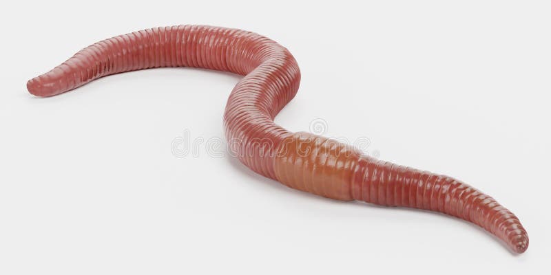3D Render of Earthworm stock illustration. Illustration of nature ...
