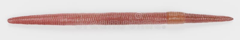 3D Render of Earthworm stock illustration. Illustration of nature ...