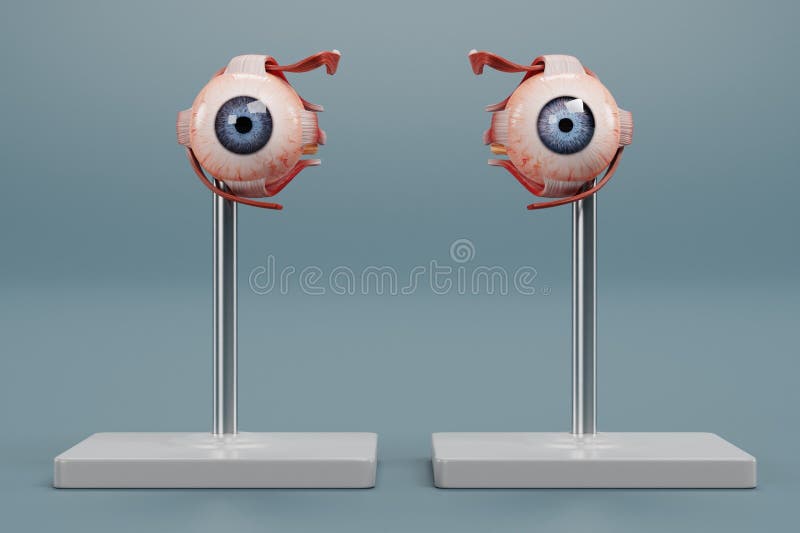 3D Render of Eye Anatomy Model Stock Illustration - Illustration of ...