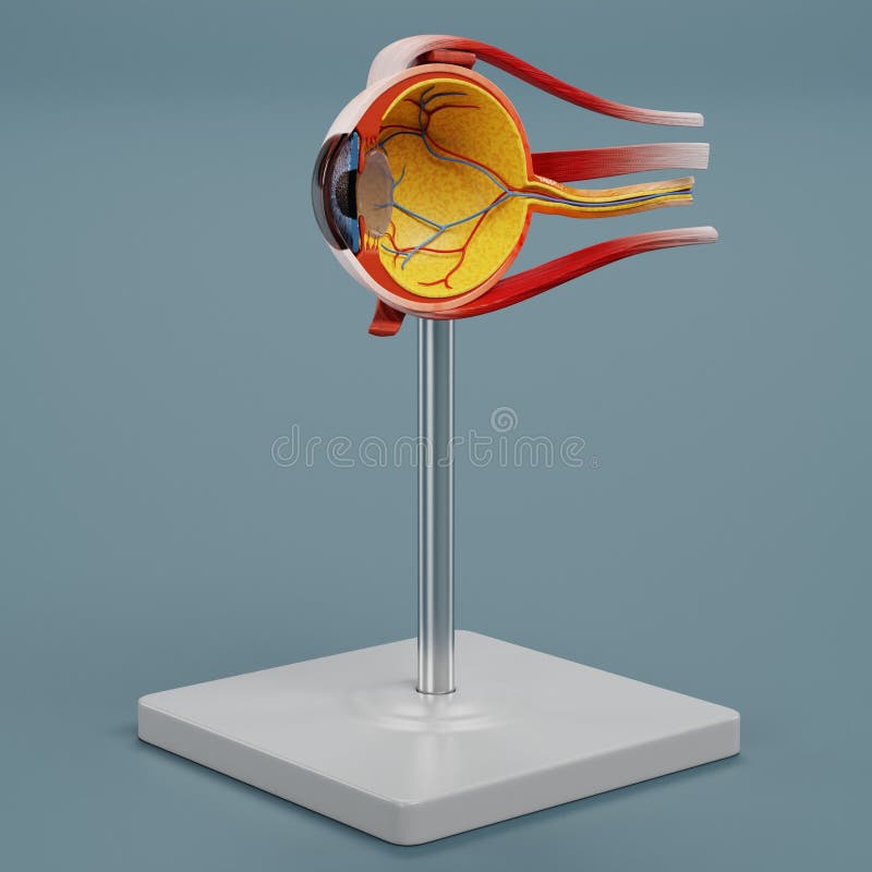 3D Render of Eye Anatomy Model Stock Illustration - Illustration of ...