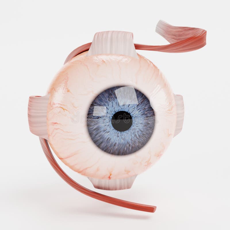 3D Render of Eye Muscles Model Stock Illustration - Illustration of ...