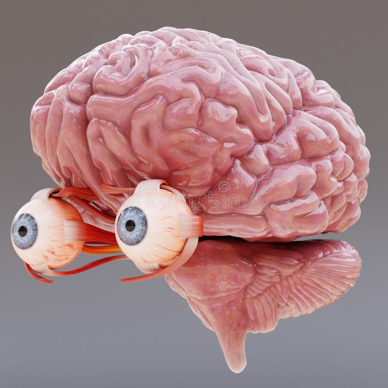3D Render of Eyes with Brain Stock Illustration - Illustration of ...