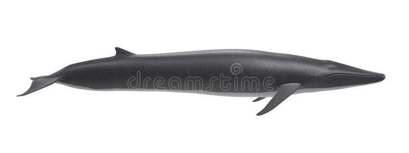 3D Render of Fin Whale stock illustration. Illustration of balaenoptera ...