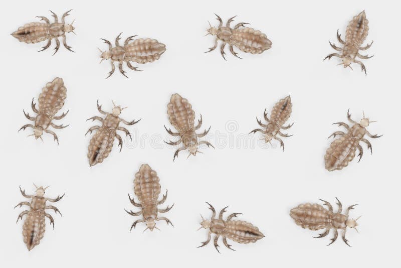 Lice set stock illustration. Illustration of female, parasite - 82126969