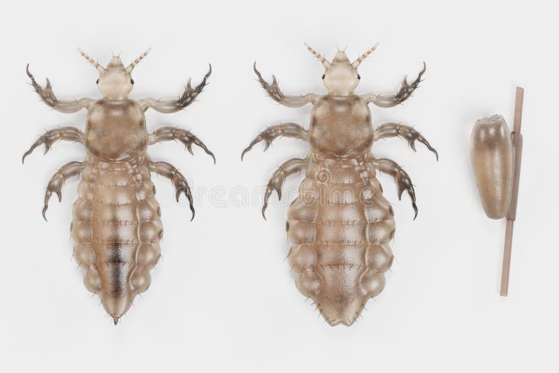 3d Render of Head Lice stock illustration. Illustration of humanus ...