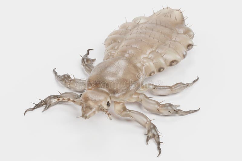 3d Render of Head Louse - Female Stock Illustration - Illustration of ...