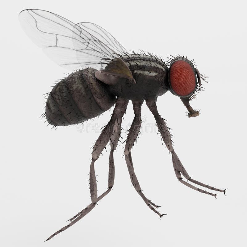 3D Render of House Fly stock illustration. Illustration of domestica ...