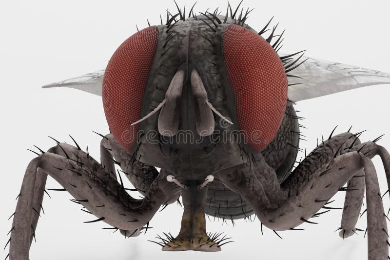 3D Render of House Fly stock illustration. Illustration of realistic ...