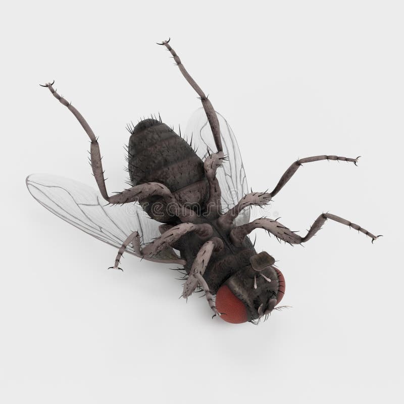 3D Render of House Fly stock illustration. Illustration of dead - 324428802