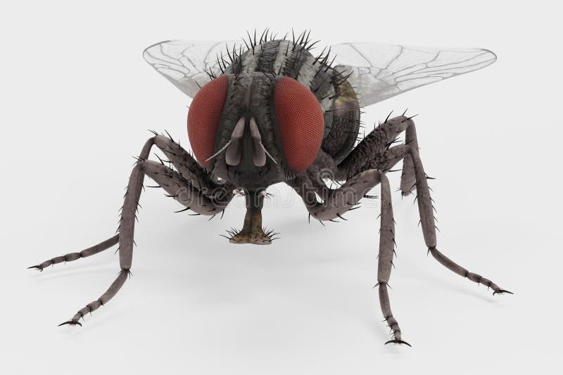3D Render of House Fly stock illustration. Illustration of house ...