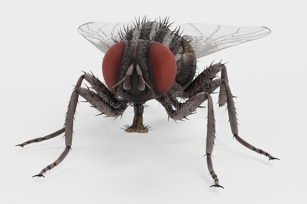 3D Render of House Fly stock illustration. Illustration of house ...