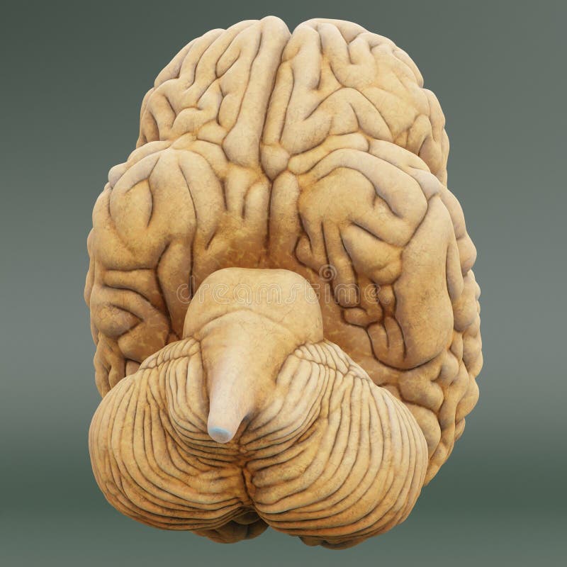 3D Render of Human Brain stock illustration. Illustration of brain ...
