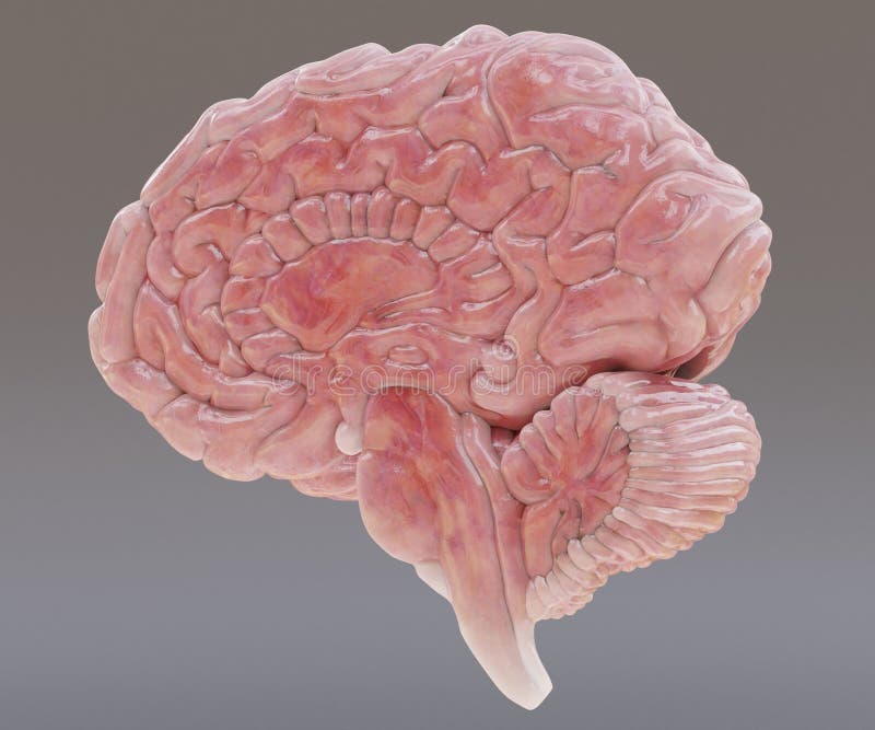 3D Render of Human Brain stock illustration. Illustration of head ...
