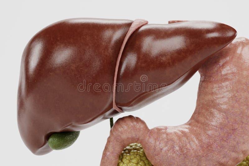 3D Render of Human Digestive System Stock Illustration - Illustration ...