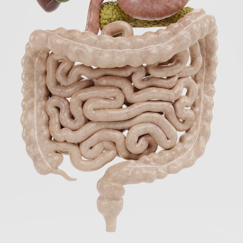 3D Render of Human Digestive System Stock Illustration - Illustration ...