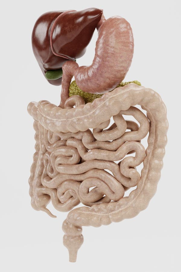 3D Render of Human Digestive System Stock Illustration - Illustration ...