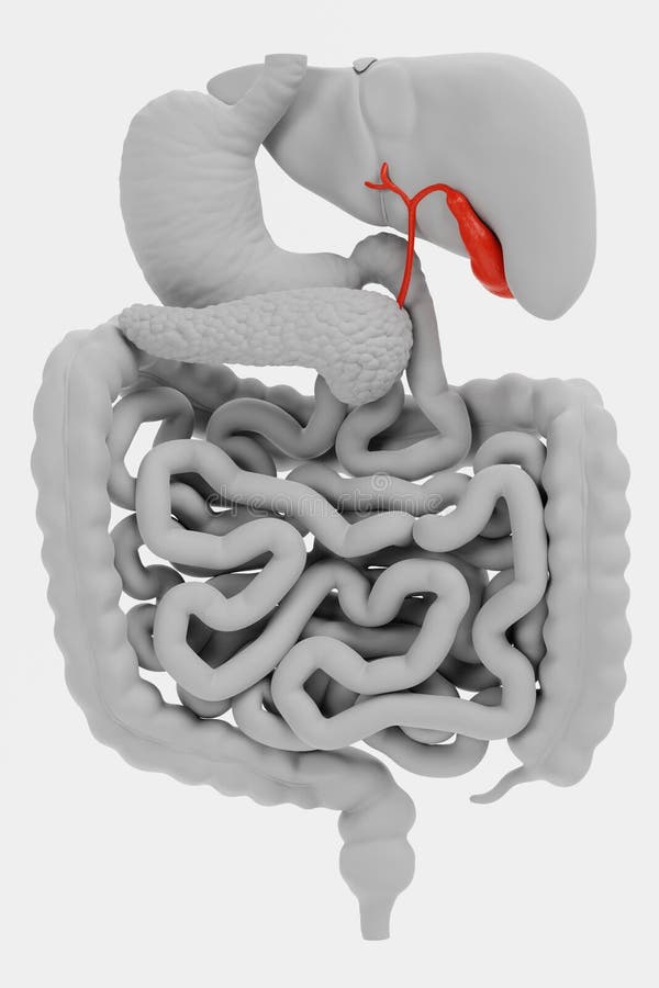 3D Render of Human Digestive System Stock Illustration - Illustration ...