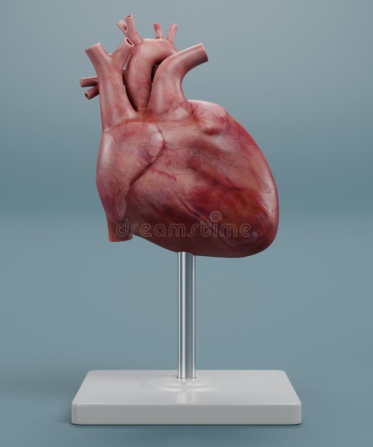 3D Render of Human Heart Model Stock Illustration - Illustration of ...