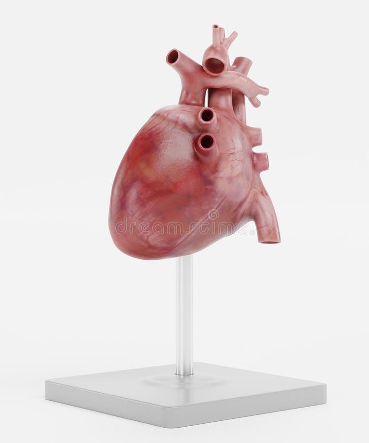 3D Render of Human Heart Model Stock Illustration - Illustration of ...