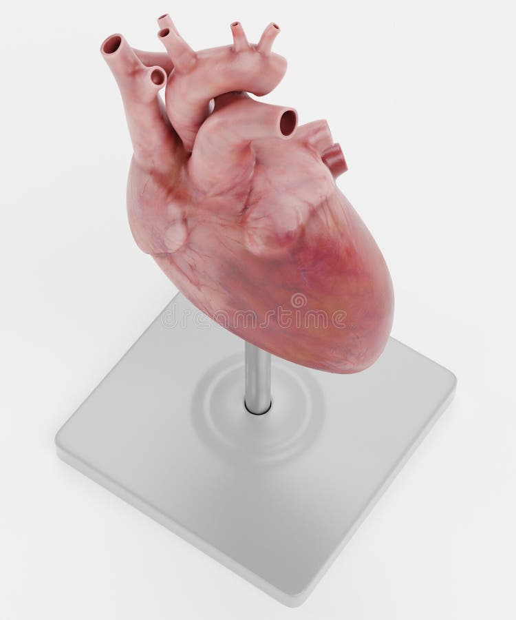 3D Render of Human Heart Model Stock Illustration - Illustration of ...