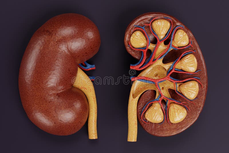 Actual Human Kidney