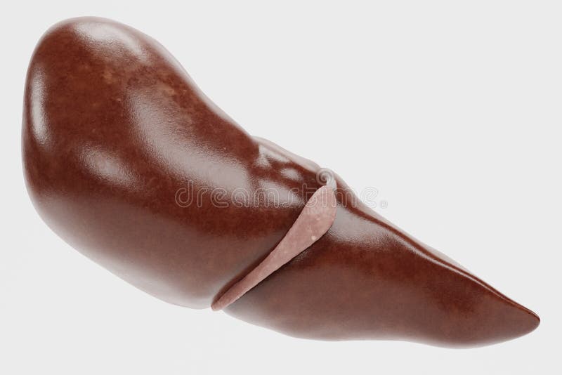 3D Render of Human Liver stock illustration. Illustration of ...