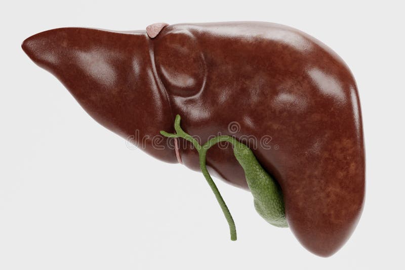 3D Render of Human Liver stock illustration. Illustration of stomach ...
