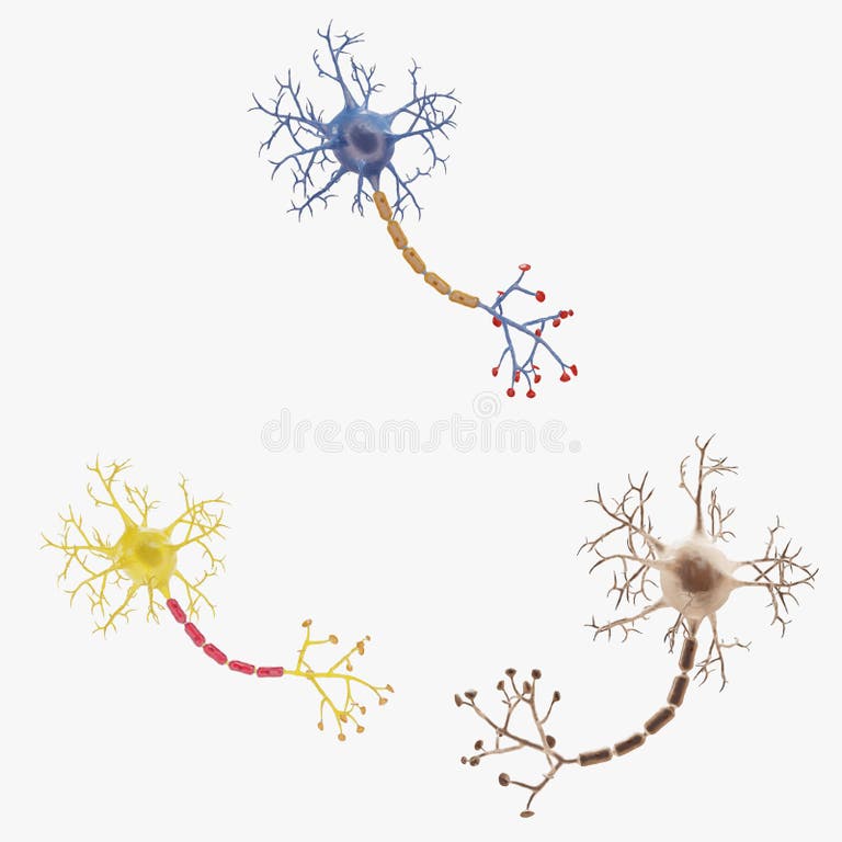 3D Render of Human Nervous System Stock Illustration - Illustration of ...