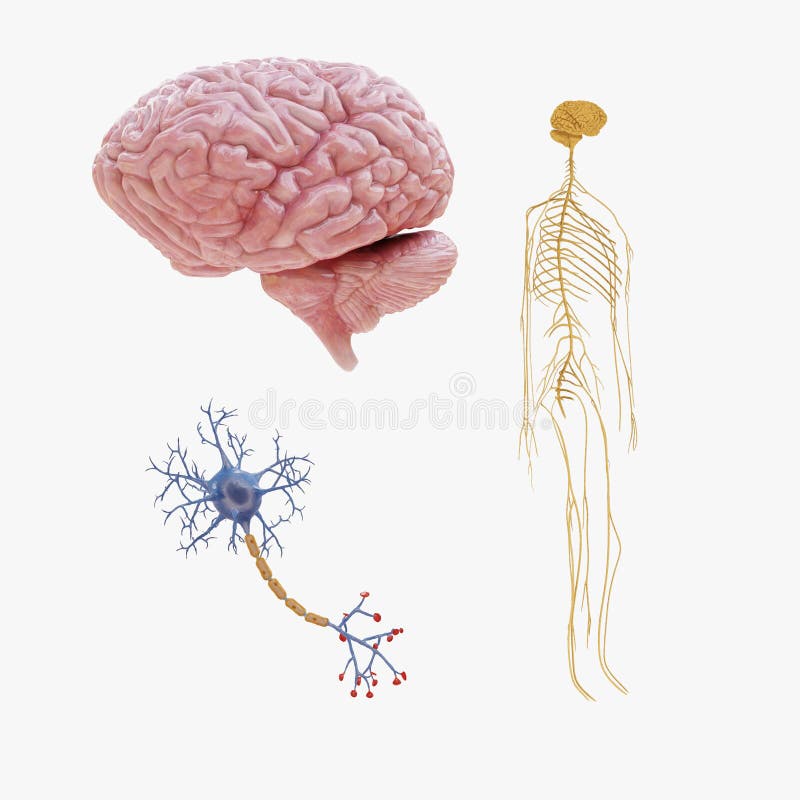 3D Render of Human Nervous System Stock Illustration - Illustration of ...