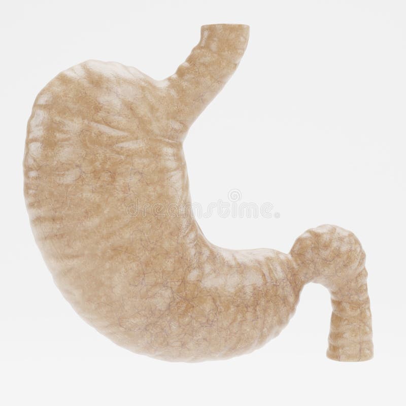 3D Render of Human Stomach stock illustration. Illustration of stomach ...