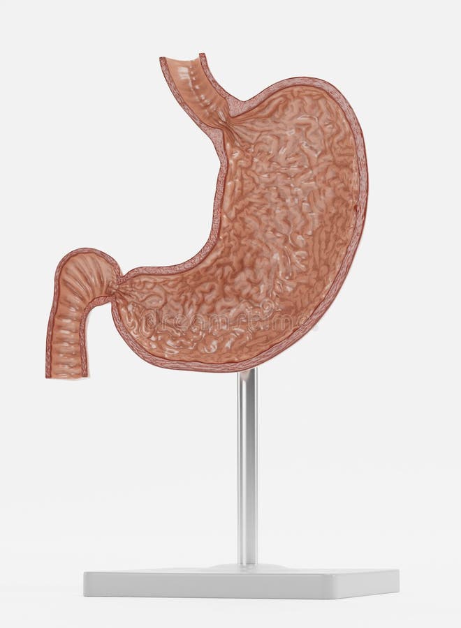 3D Render of Human Stomach Model Stock Illustration - Illustration of ...