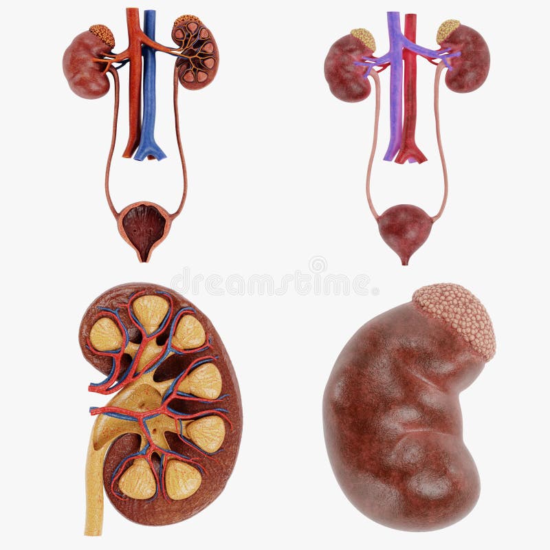 3D Render of Human Urinary System Stock Illustration - Illustration of ...