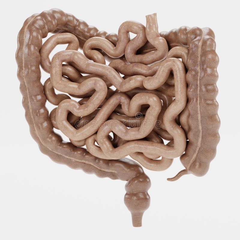 3D Render of Intestines stock illustration. Illustration of system ...
