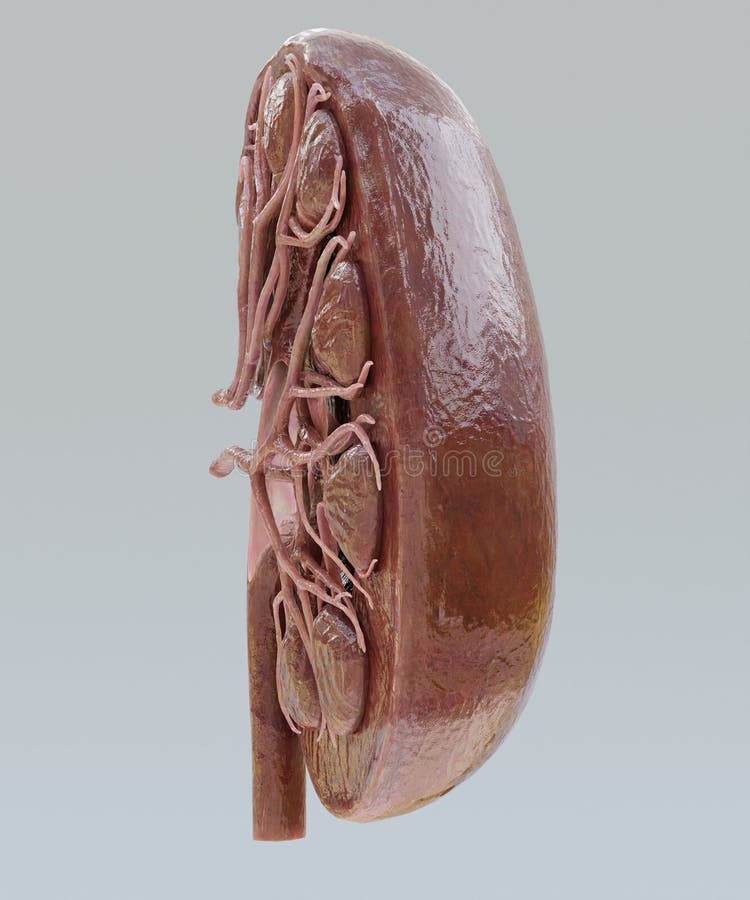 3D Render of Kidney Section Stock Illustration - Illustration of organ ...