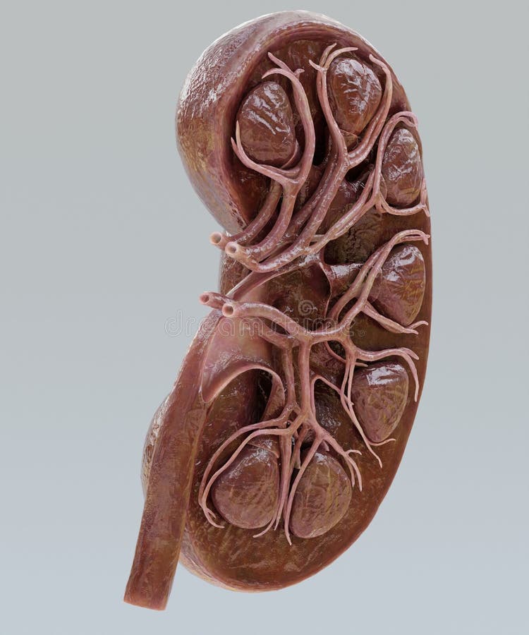 3D Render of Kidney Section Stock Illustration - Illustration of ...