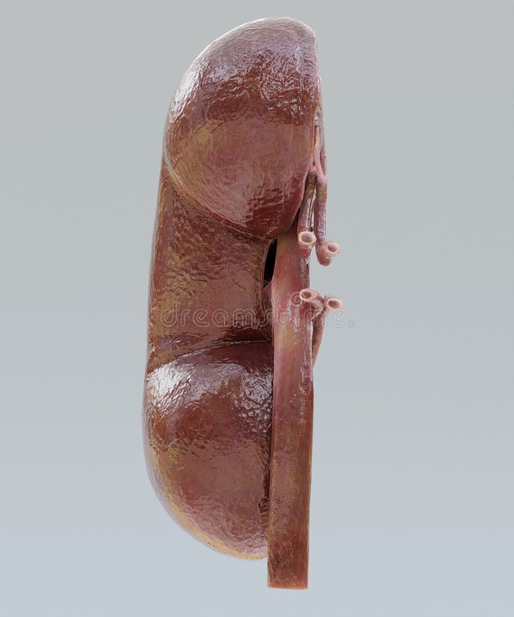 3D Render of Kidney Section Stock Illustration - Illustration of nefron ...