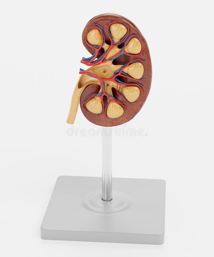 3D Render of Kidney Section Model Stock Illustration - Illustration of ...