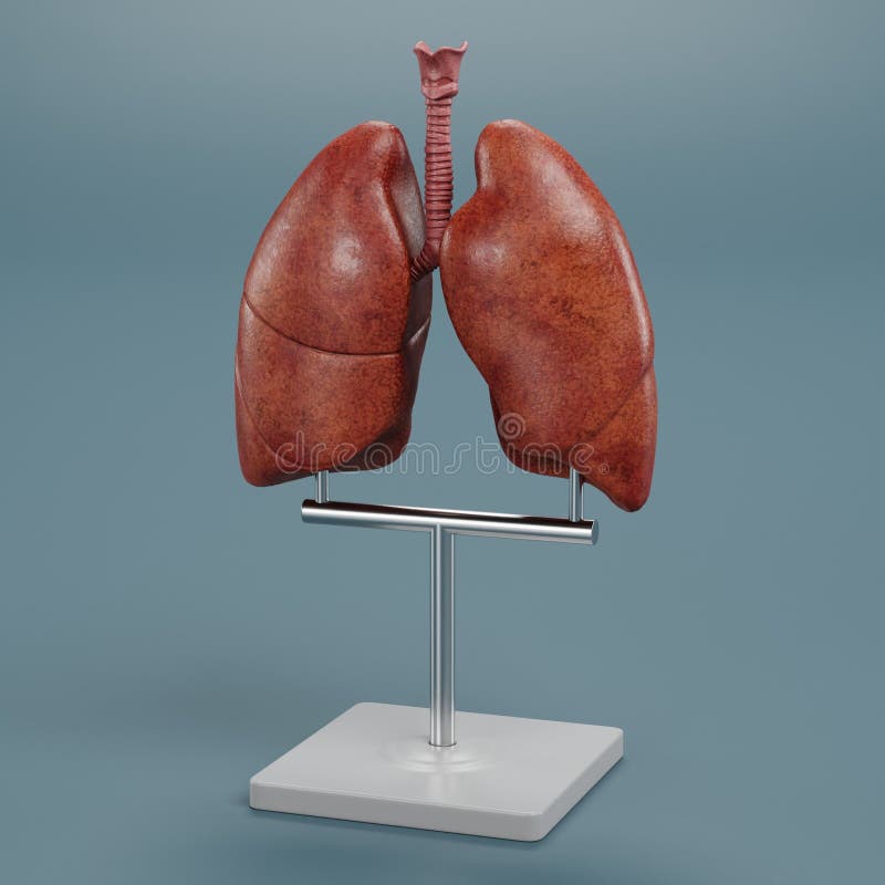 3D Render of Lungs Model stock illustration. Illustration of lobe ...
