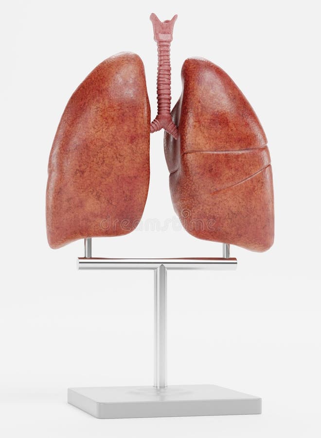 3D Render of Lungs Model stock illustration. Illustration of covid ...