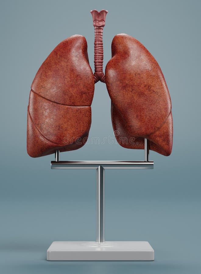 3D Render of Lungs Model stock illustration. Illustration of stand ...
