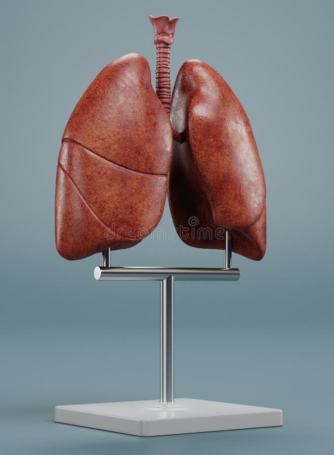 3D Render of Lungs Model stock illustration. Illustration of plastic ...