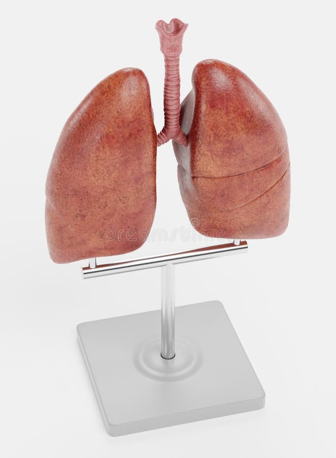 3D Render of Lungs Model stock illustration. Illustration of realistic ...