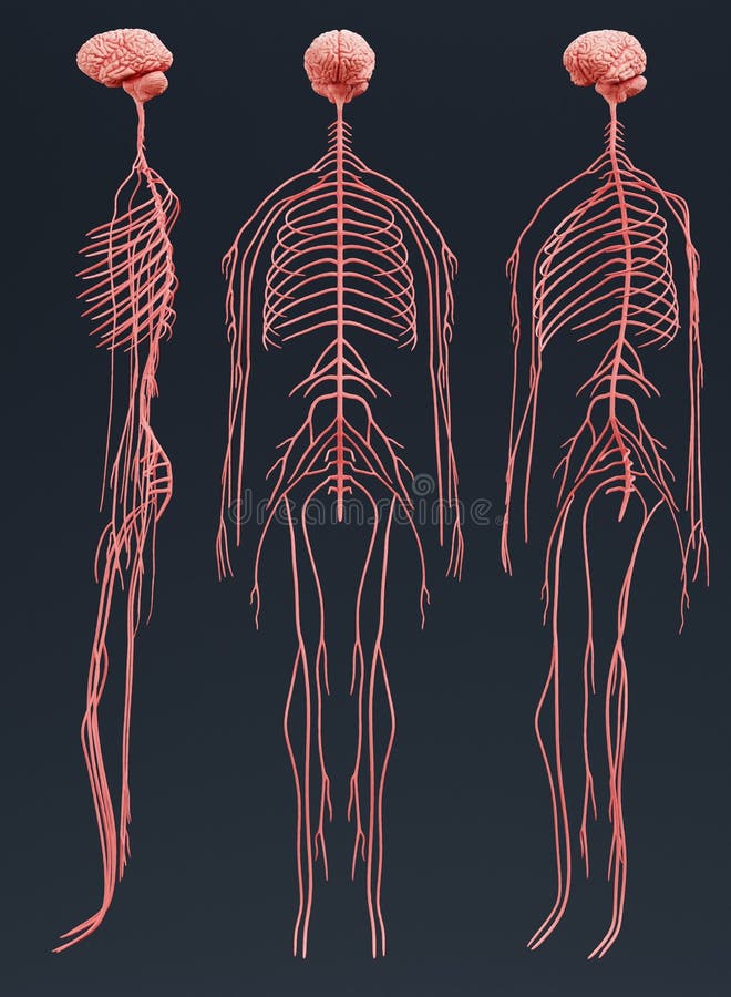 3D Render of Nervous System Stock Illustration - Illustration of organ ...